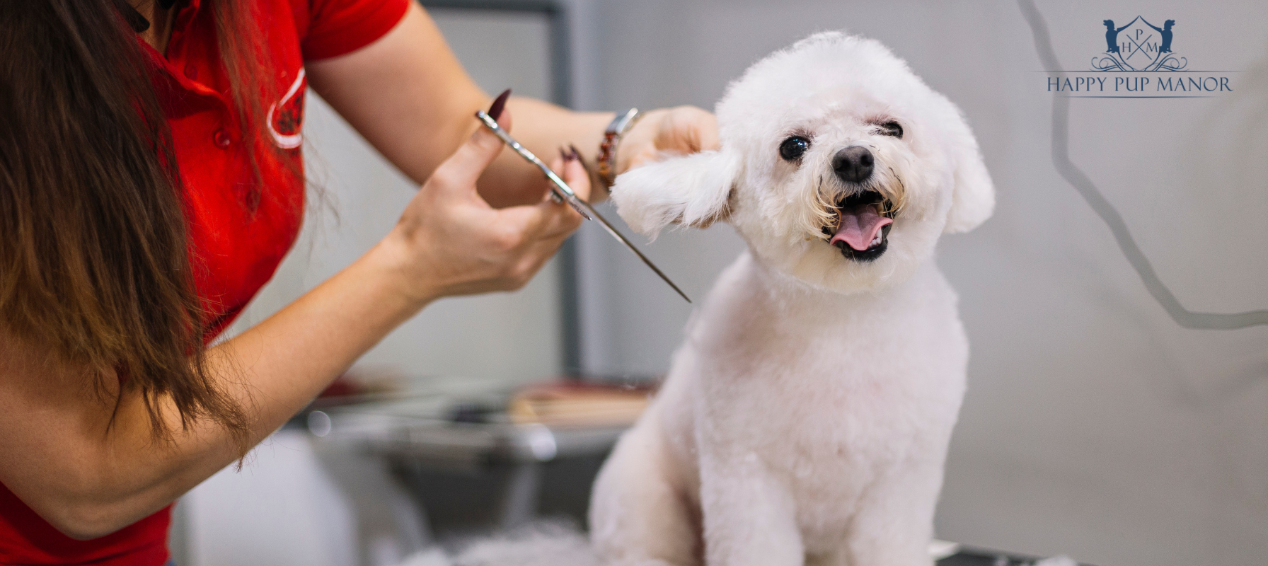 Puppy Grooming Guide: First Grooms & Stress-Free Care